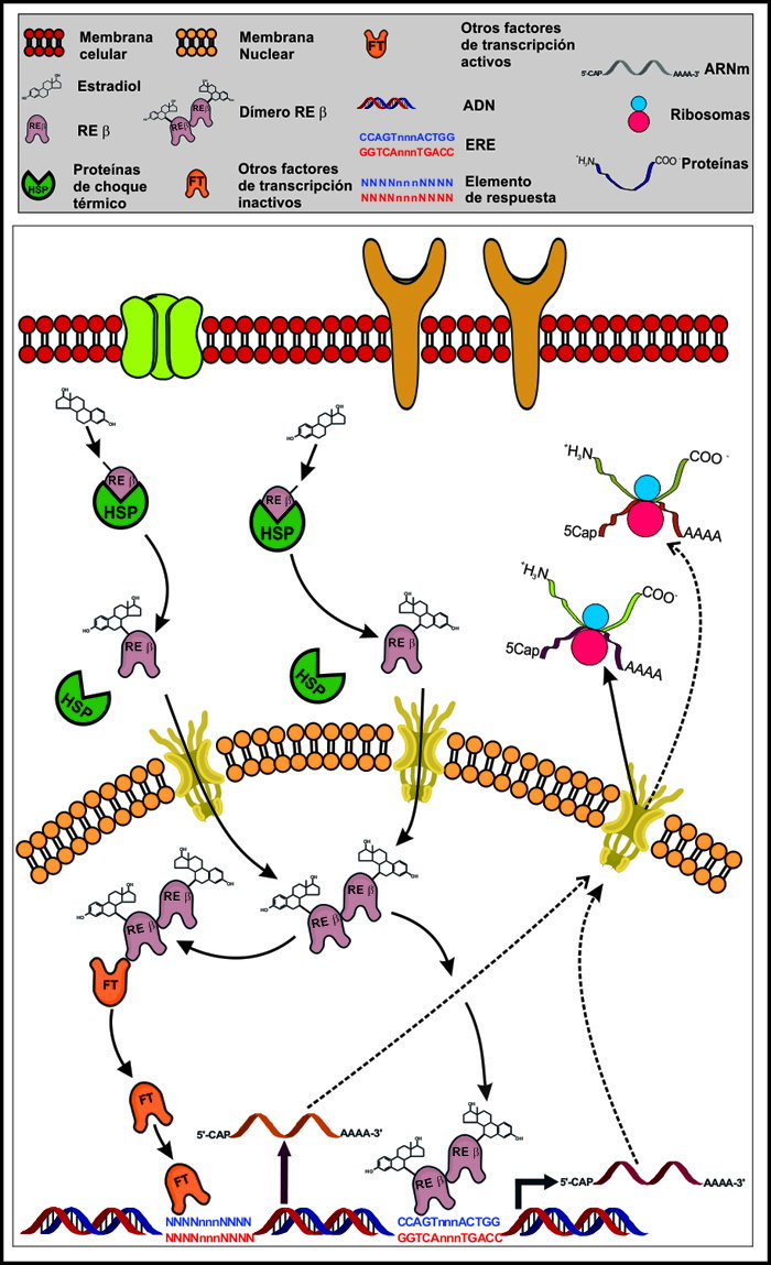 El papel de los estrógenos y sus receptores en la prevención y promoción de enfermedades ...