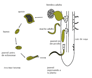 Nematodos – Pregones de Ciencia