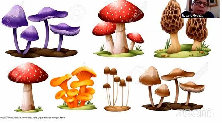 Simbiosis entre hongos y plantas beneficia al ambiente y a las comunidades – Universo – Sistema ...